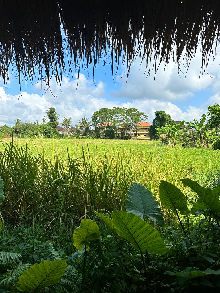 Que faire a Ubud ? - Mon expérience - Voyageons le Monde